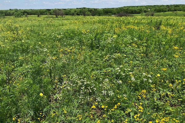 LLELA crew dug into prairie restoration during pandemic | Greensource DFW